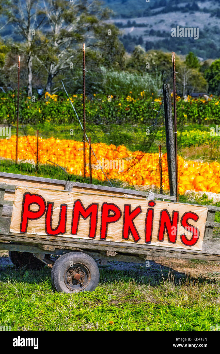 Pumpkins for sale sign hi-res stock photography and images - Alamy