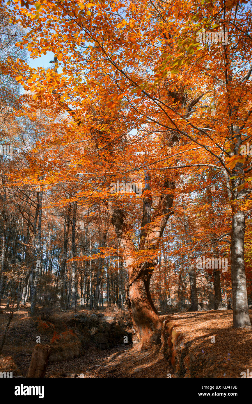 Autumn forest at Mata da Albergaria, Geres National Park, Portugal ...