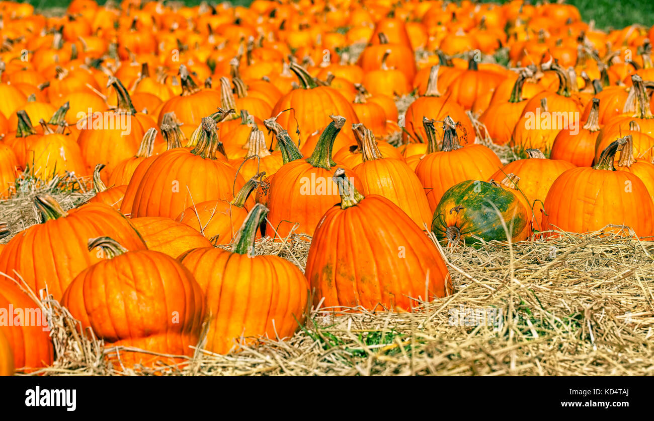 Pumpkin patch on a field of straw. Various shapes with twisty stems ...