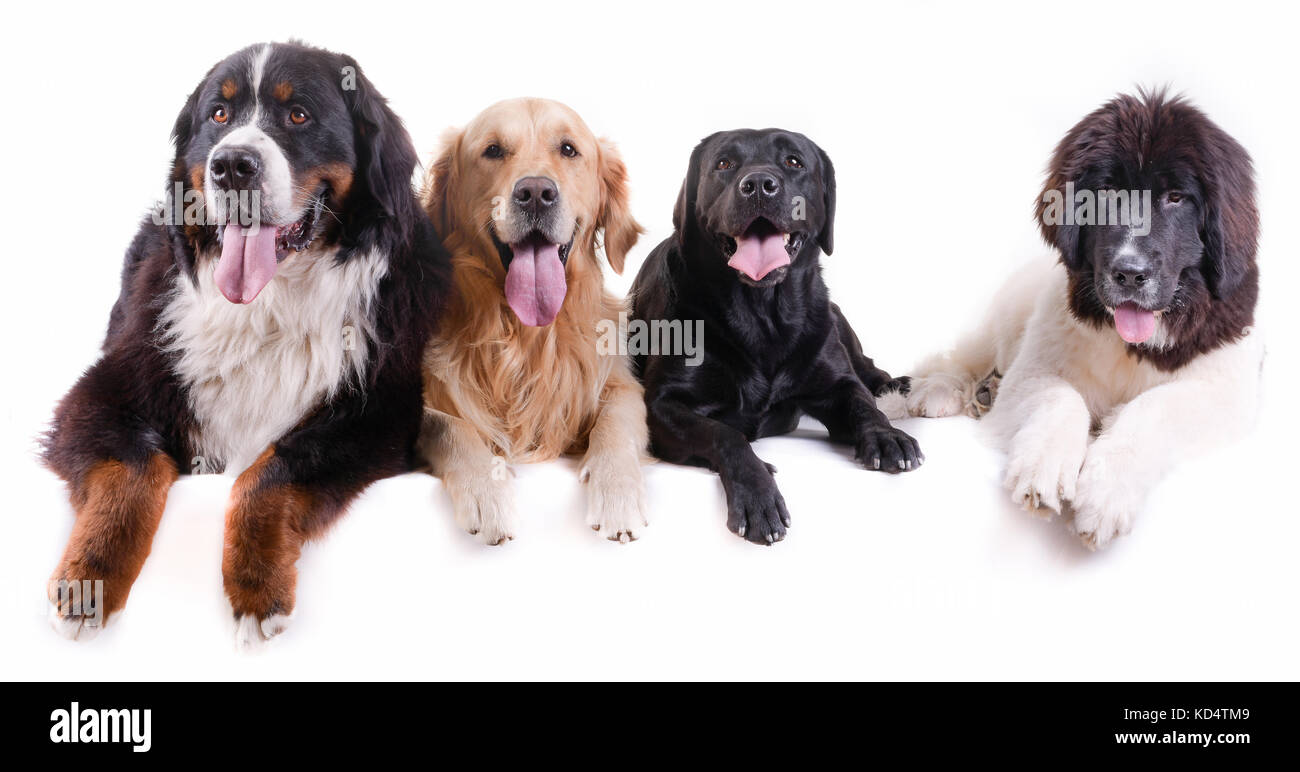 Australian shepherd labrador retriever Cut Out Stock Images & Pictures ...