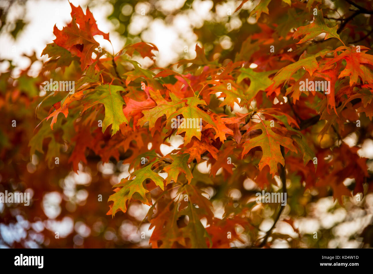 Colours of autumn leaves hi-res stock photography and images - Alamy
