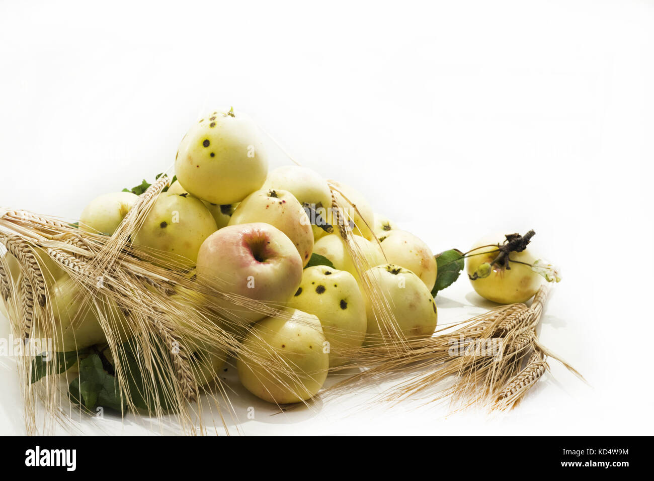 The first apples of Autumn. Pouring white apples composition Stock ...