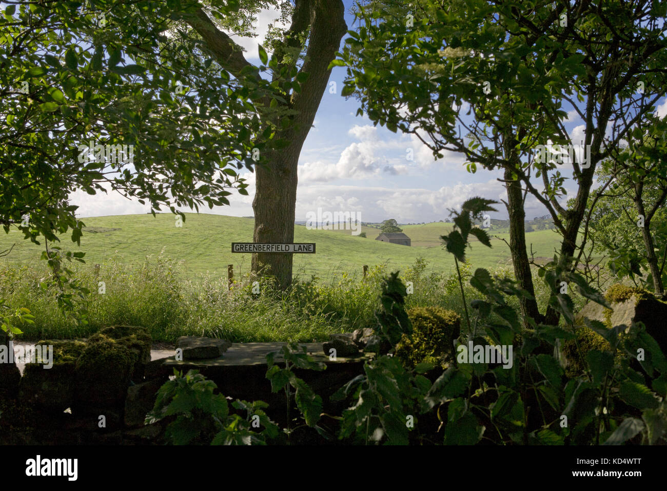 A summer countryside scene at Greenberfield Lane, near Barnoldswick ...