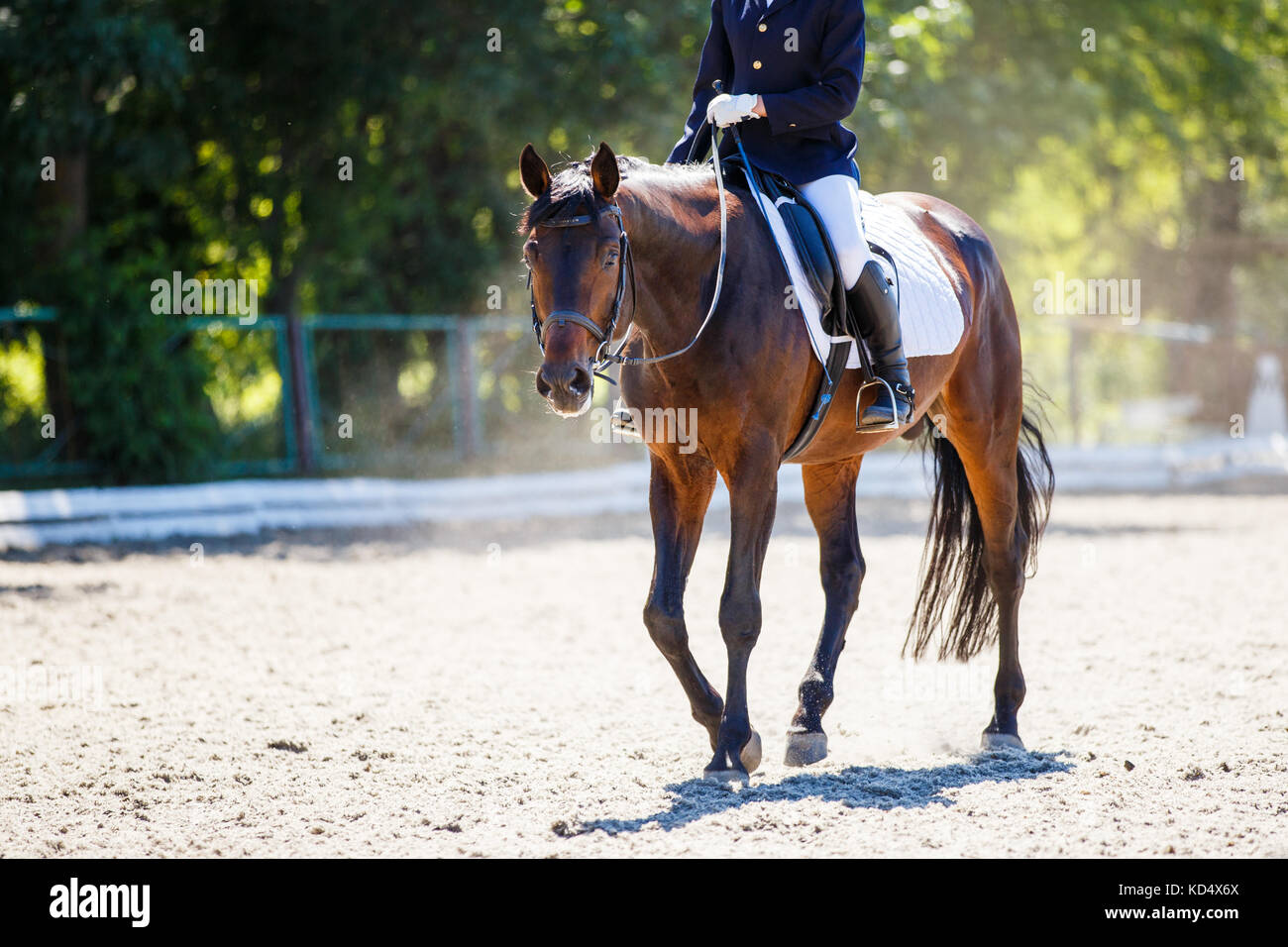 Bay horse with rider girl walking on dressage competition. Equestrian ...