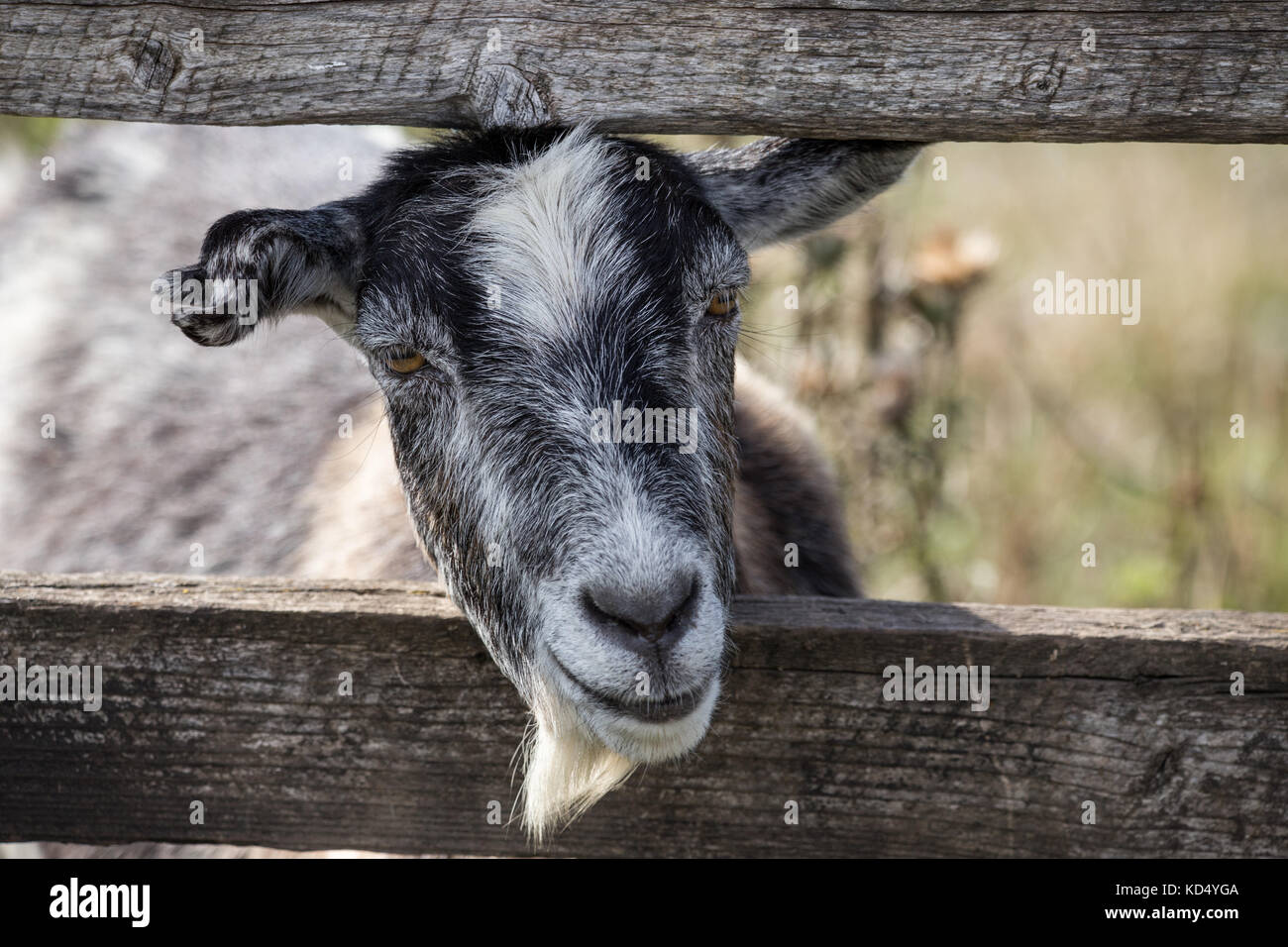 Goat Head close up Stock Photo - Alamy
