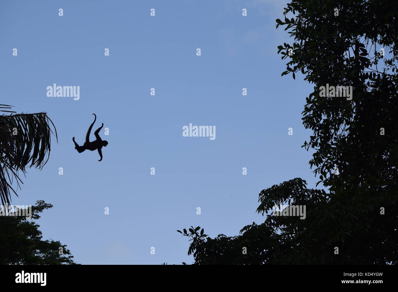 Geoffroys spider monkey jumping hi-res stock photography and images - Alamy