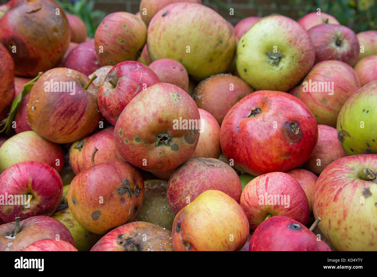 Rotting organic red apples shot close up and landscape Stock Photo - Alamy