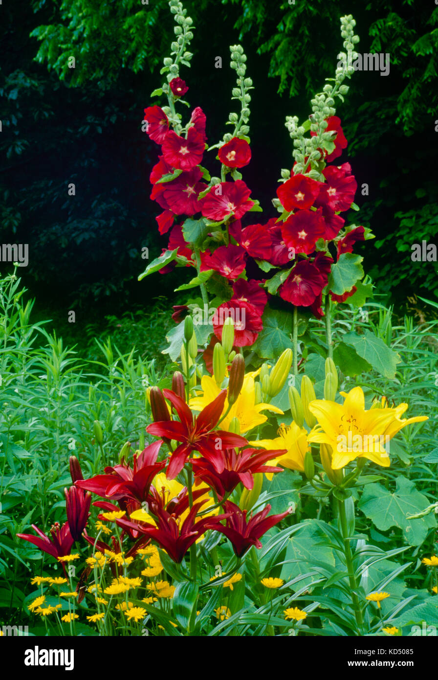 Red hollyhocks hi-res stock photography and images - Alamy