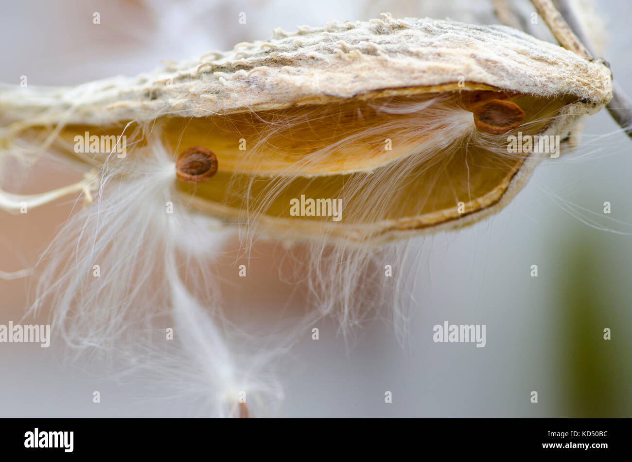 Airborne seeds hi-res stock photography and images - Alamy