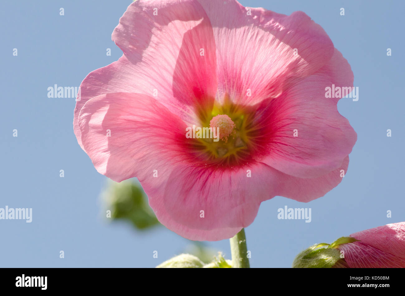 Blue Hollyhock Flowers