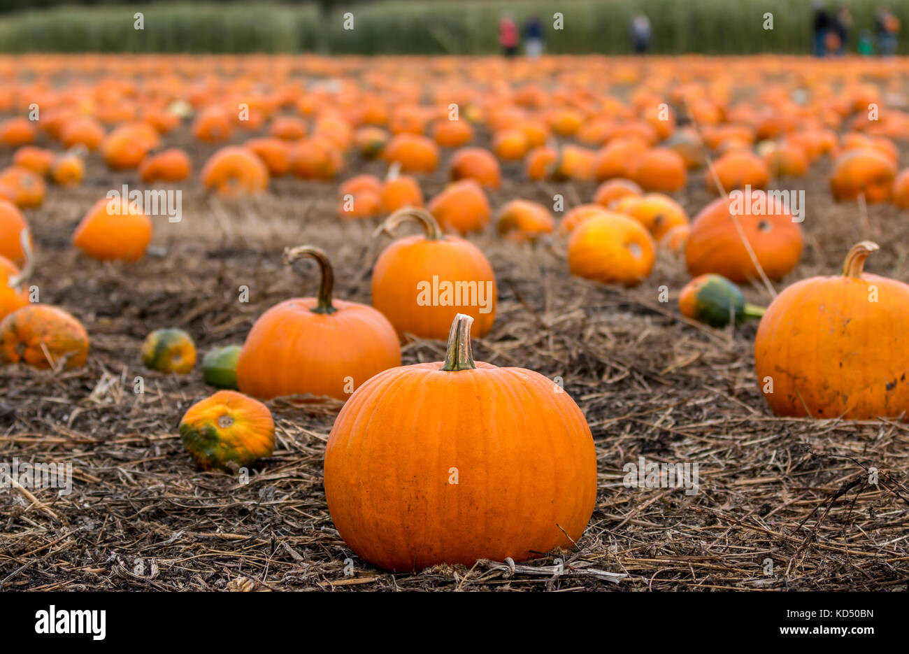 shallow focus on pumpkin patch as families pick haloween pumpkins Stock ...