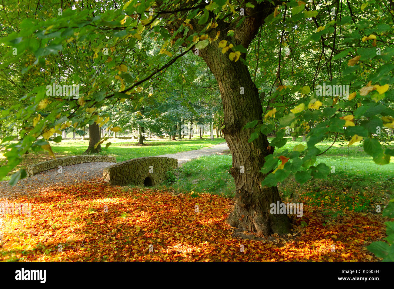 orange leaves under tree in the green city park Stock Photo - Alamy