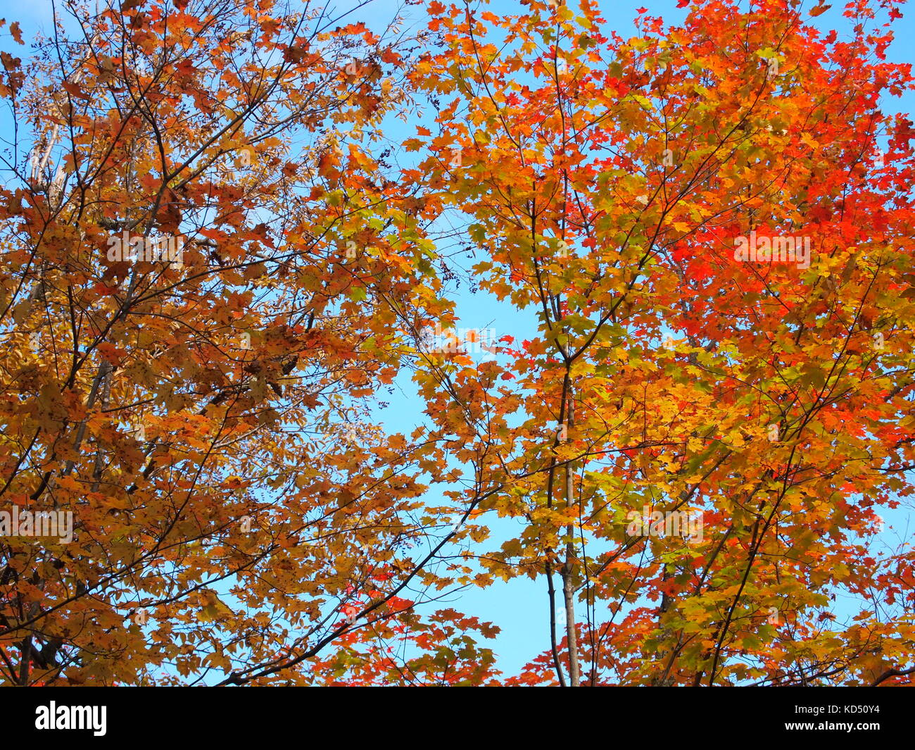 Fall treetop foliage colours, Gatineau Park, Quebec, Canada Stock Photo ...