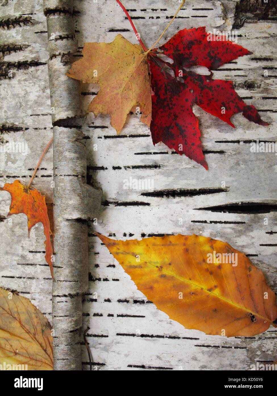 Leaves on a fallen silver birch trunk, Gatineau Park, Quebec, Canada ...