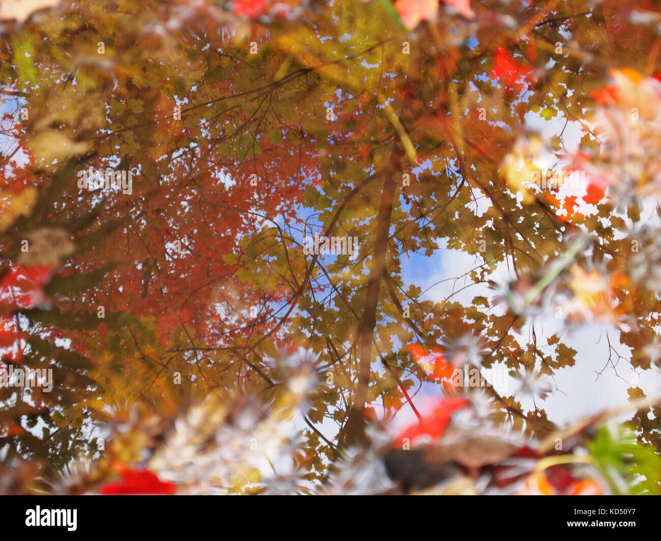 Treetop Fall foliage reflected in a puddle, Gatineau Park, Quebec ...