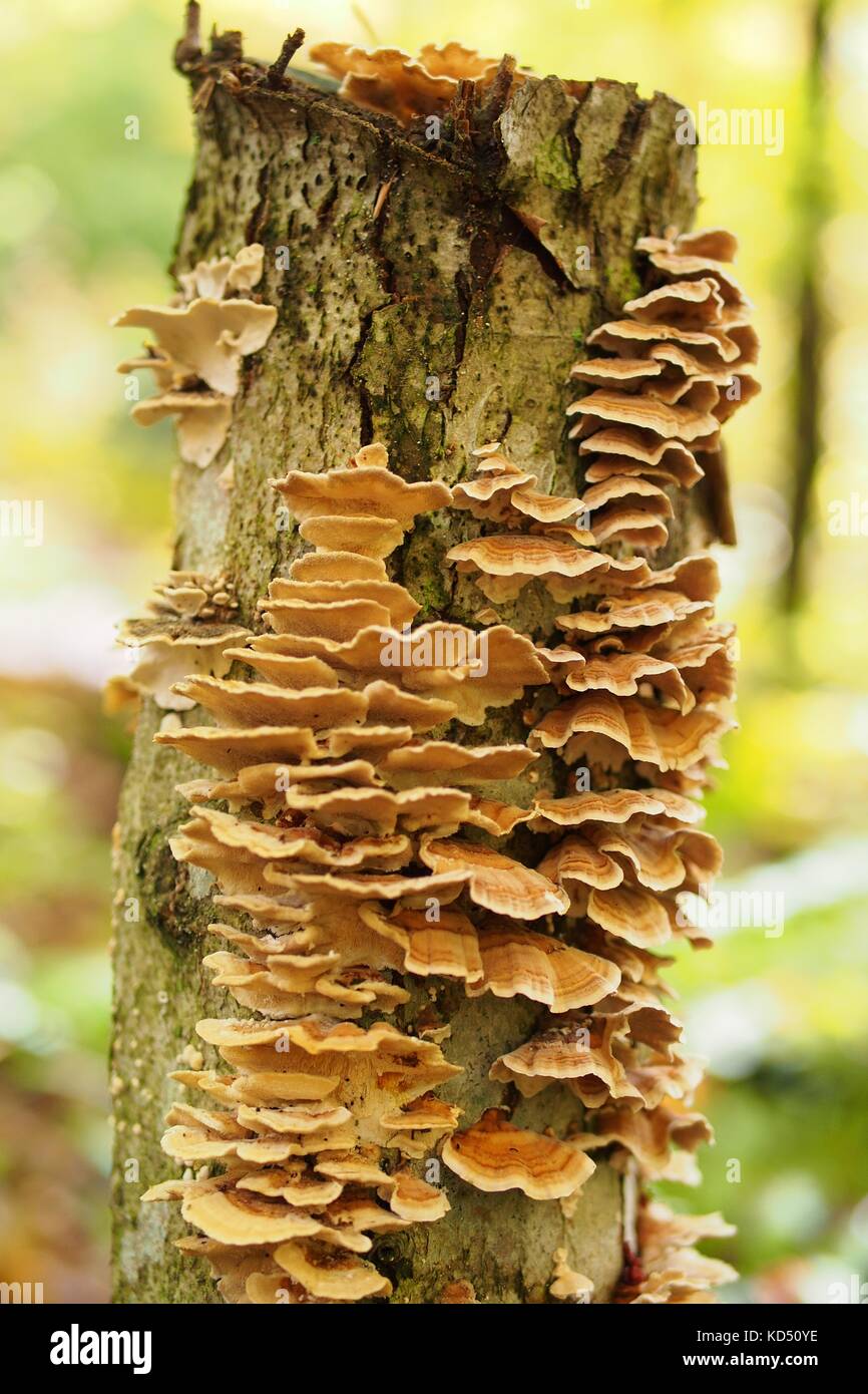 Bracket fungi (Polypores) growing on a tree stump. Gatineau Park ...