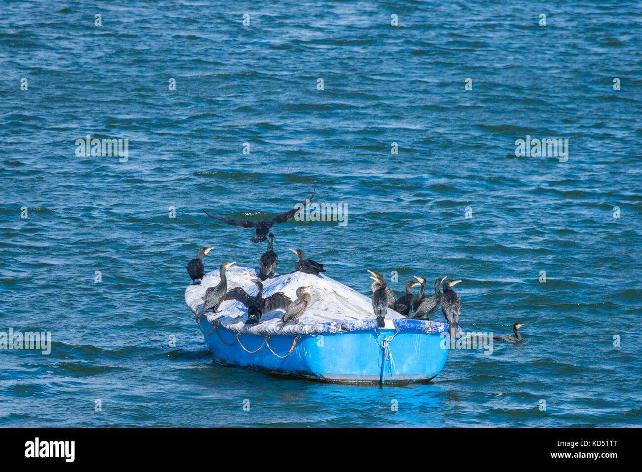 group of the Great Cormorant birds on a boat in Draycote Waters lake ...