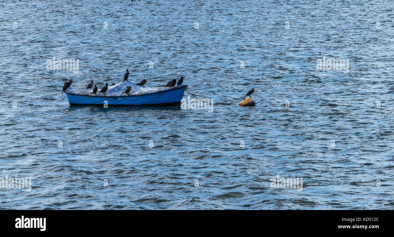 group of the Great Cormorant birds on a boat in Draycote Waters lake ...