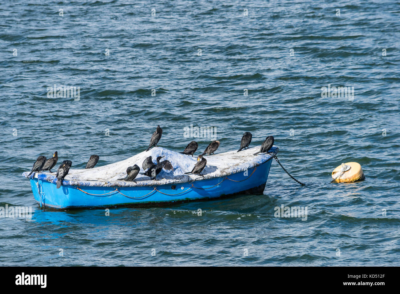 group of the Great Cormorant birds on a boat in Draycote Waters lake ...