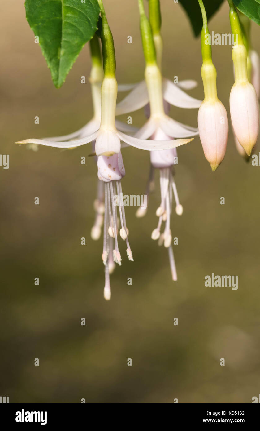 All white fuchsia flower hi-res stock photography and images - Alamy