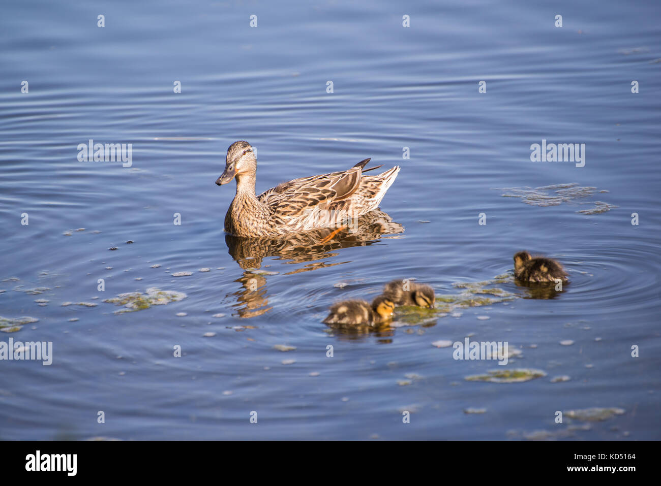 Female Duck with Ducklings Stock Photo - Alamy