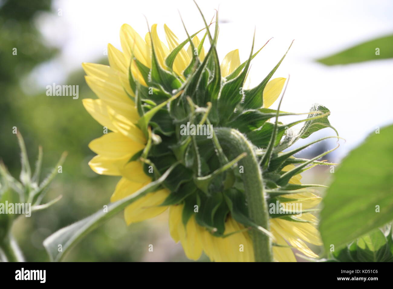 love nature, northwest and texas Stock Photo - Alamy