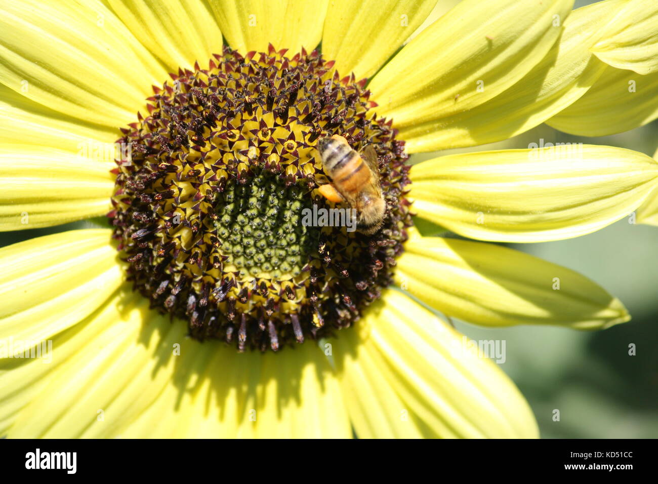 love nature, northwest and texas Stock Photo - Alamy