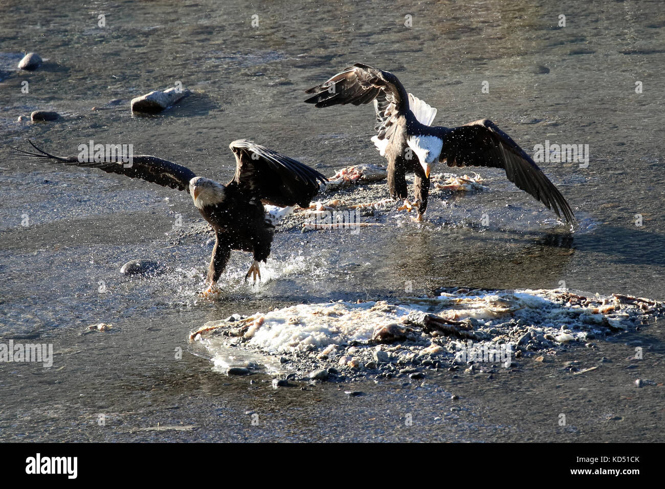 Eagles on migration hi-res stock photography and images - Alamy