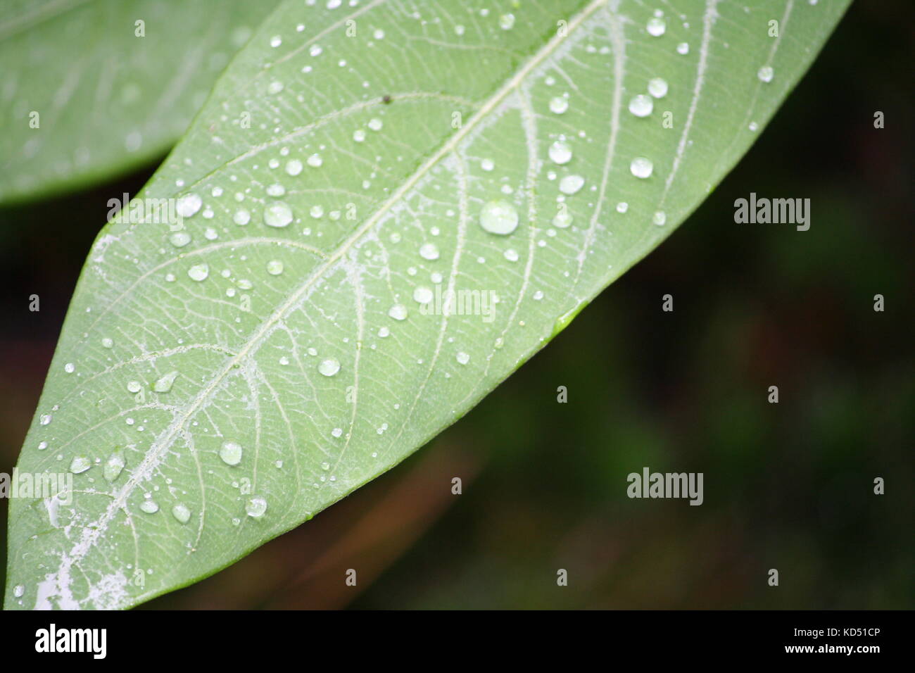 love nature, northwest and texas Stock Photo - Alamy