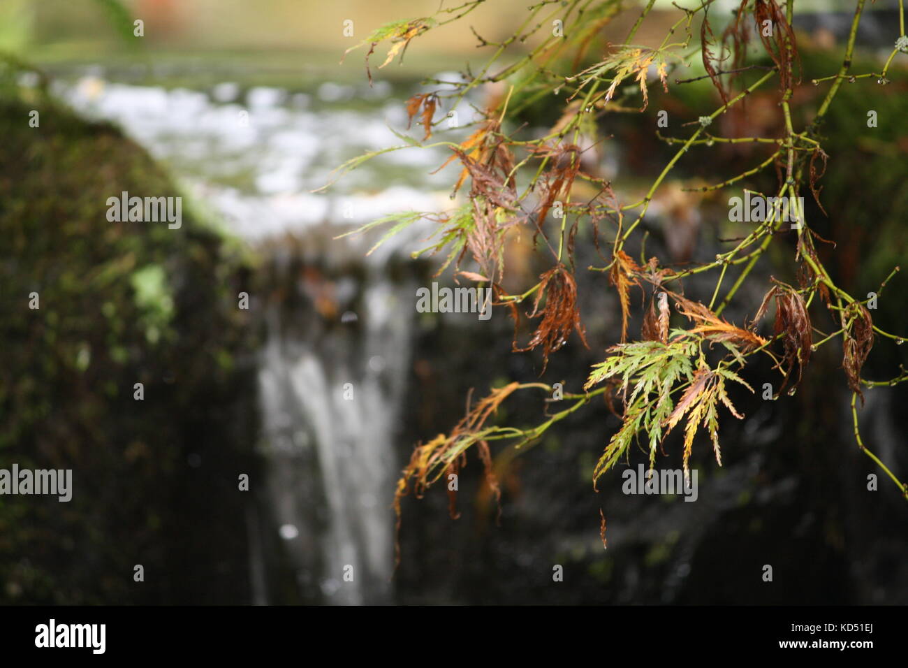 love nature, northwest and texas Stock Photo - Alamy
