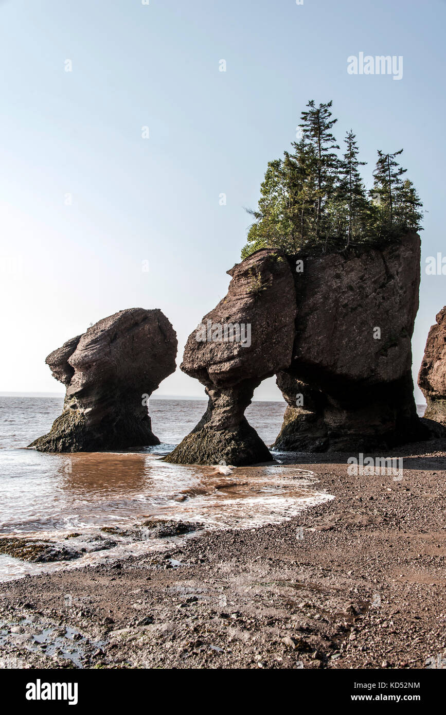 The famous Hopewell Rocks geologigal formations at low tide biggest ...