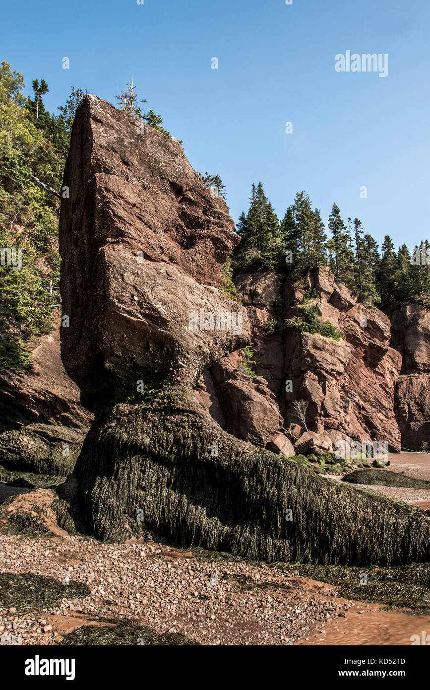 The famous Hopewell Rocks geologigal formations at low tide biggest ...
