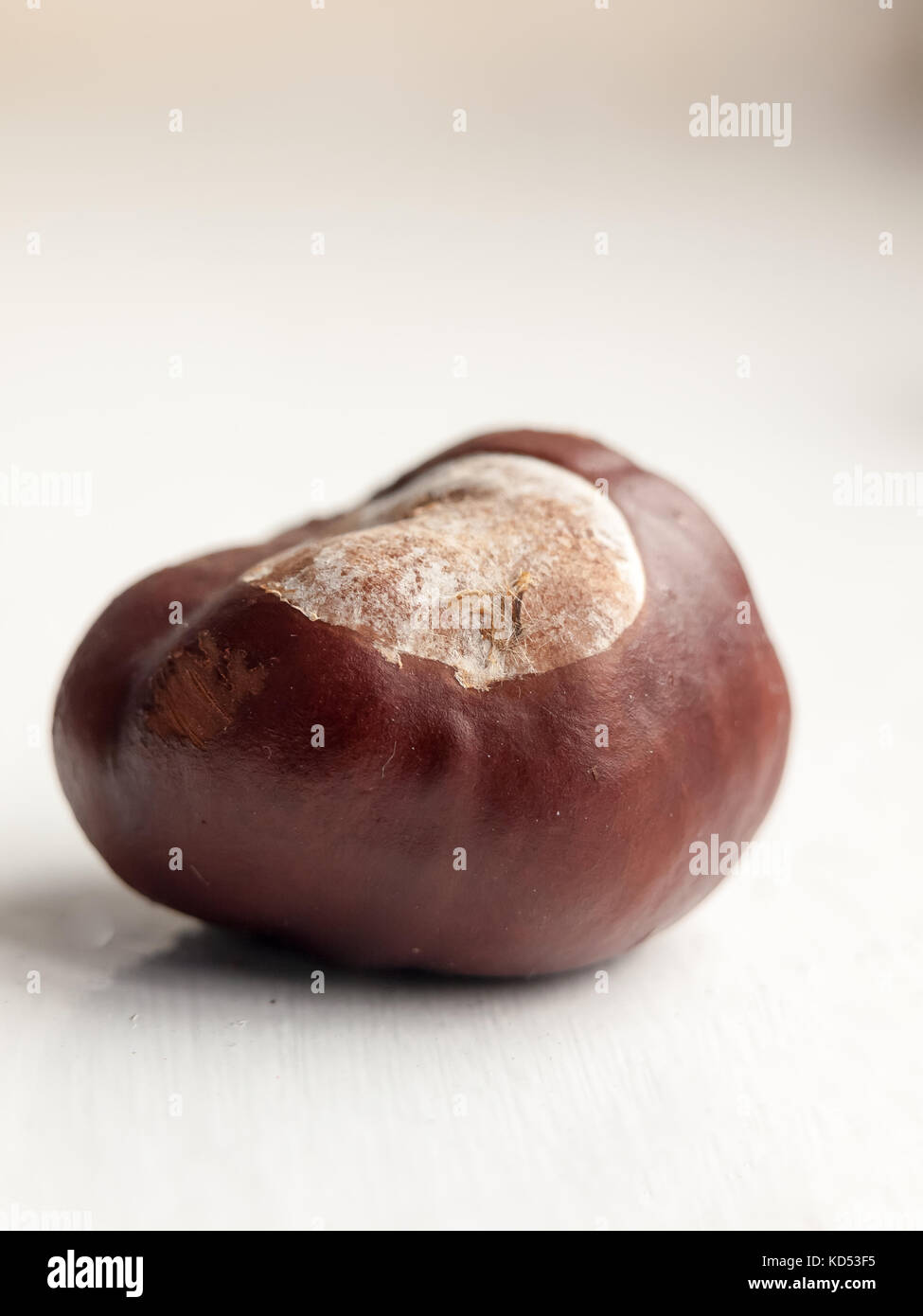 close up of conker macro studio white background single; essex; england ...