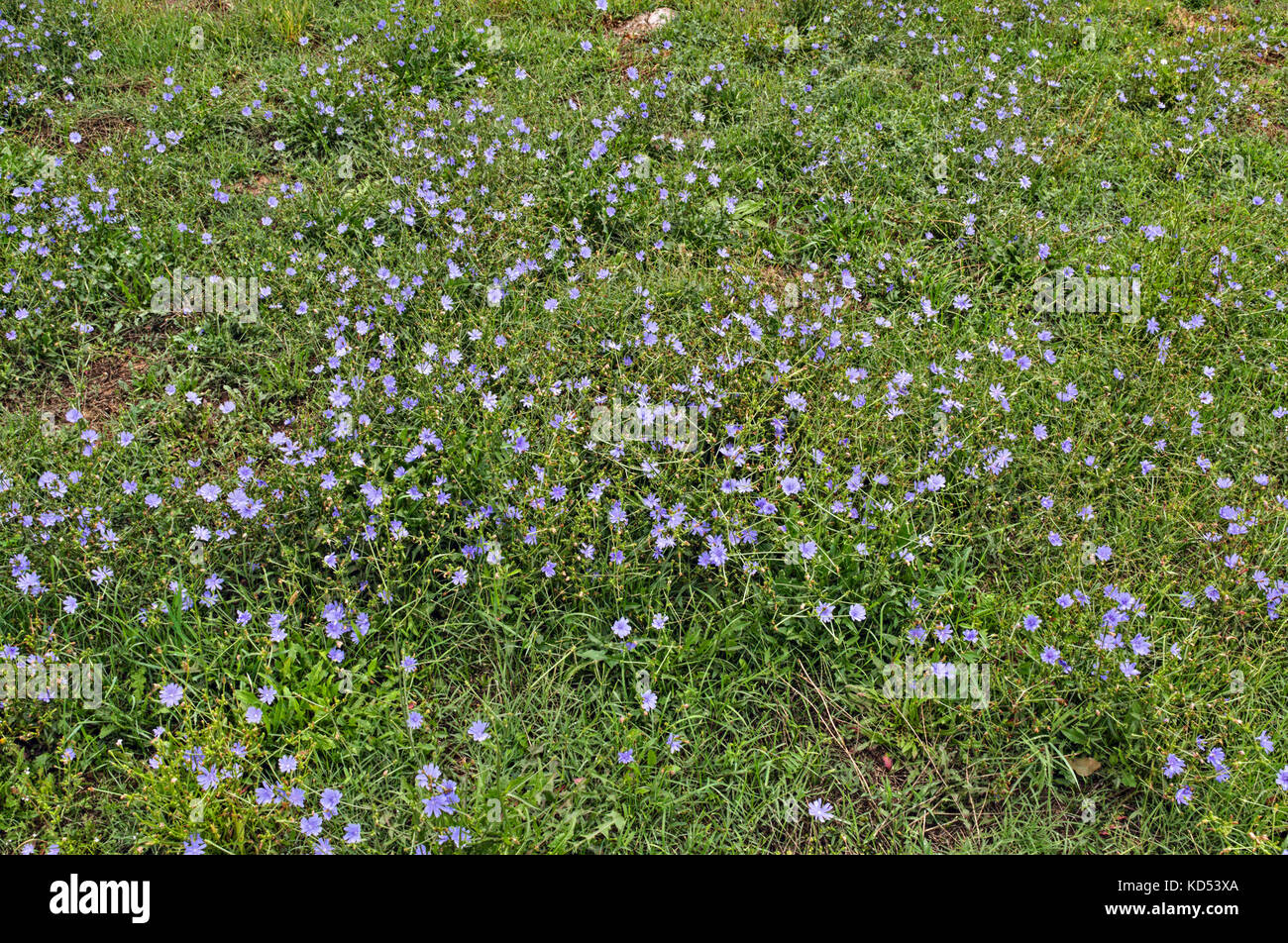 Field full with wild blue flowers, at late summer Stock Photo - Alamy