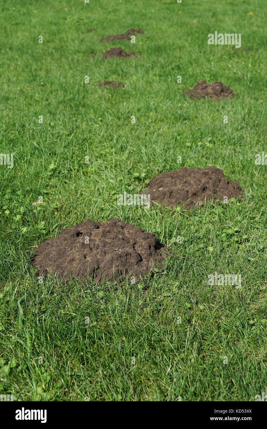 row of molehills Stock Photo - Alamy