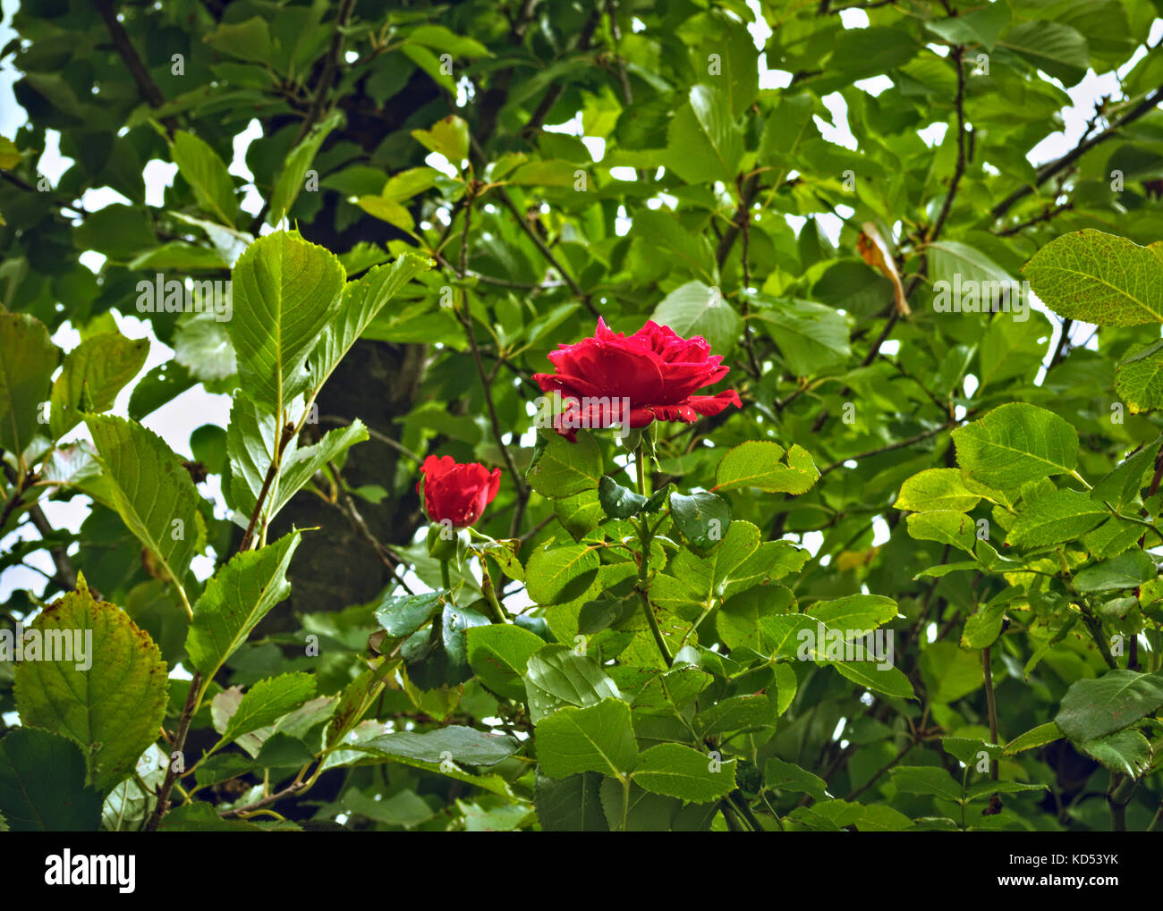 Rose between leaves hi-res stock photography and images - Alamy