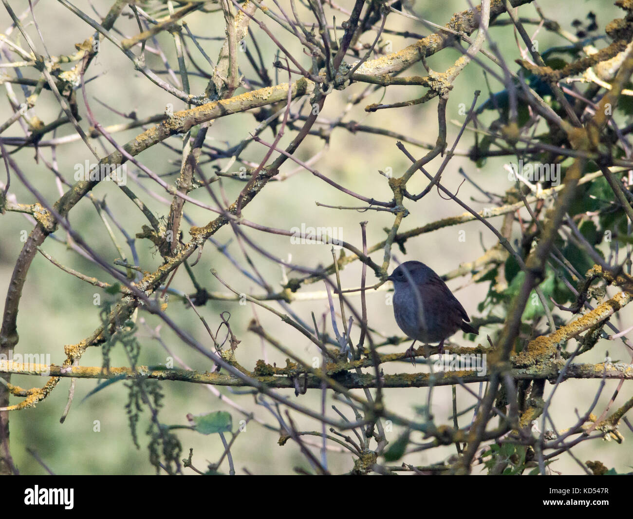 beautiful bird hidden in branches on tree in autumn; essex; england; uk ...