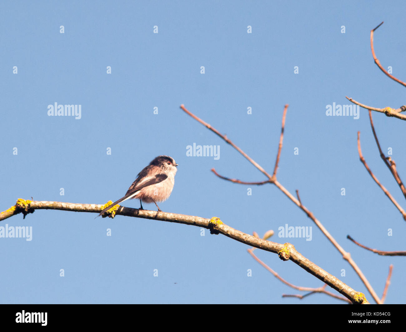 beautiful bird in autumn tree branch up close blue sky; essex; england ...