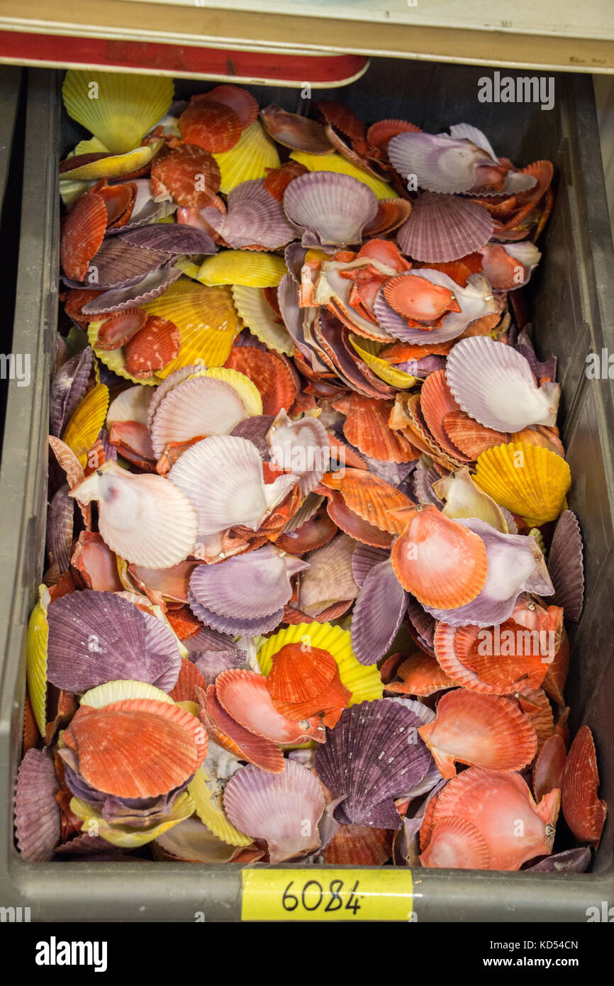 Same type of sea shells collected for decorative purposes Stock Photo ...