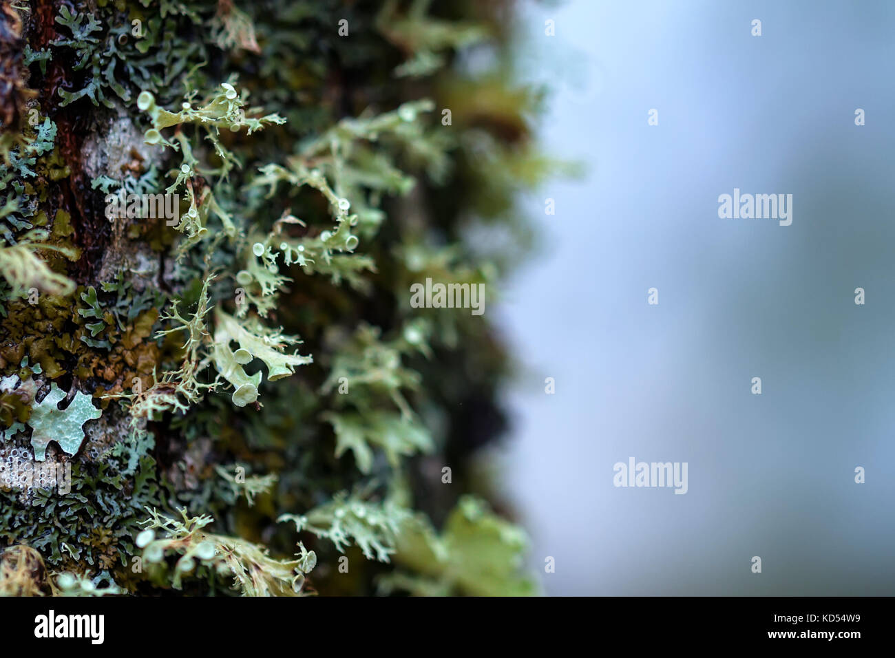Close up of colorful lichen Stock Photo - Alamy