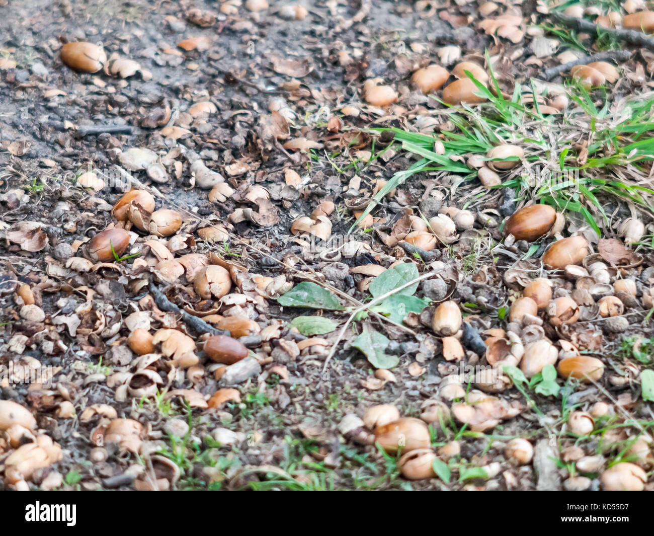 autumn floor with plenty of fallen acorns; essex; england; uk Stock ...