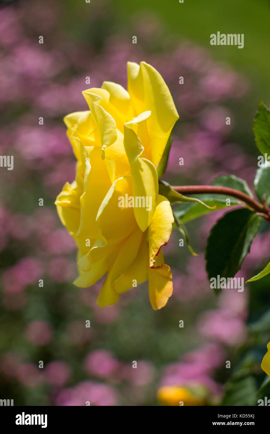 Beautiful colorful Rose Flower on garden background Stock Photo - Alamy