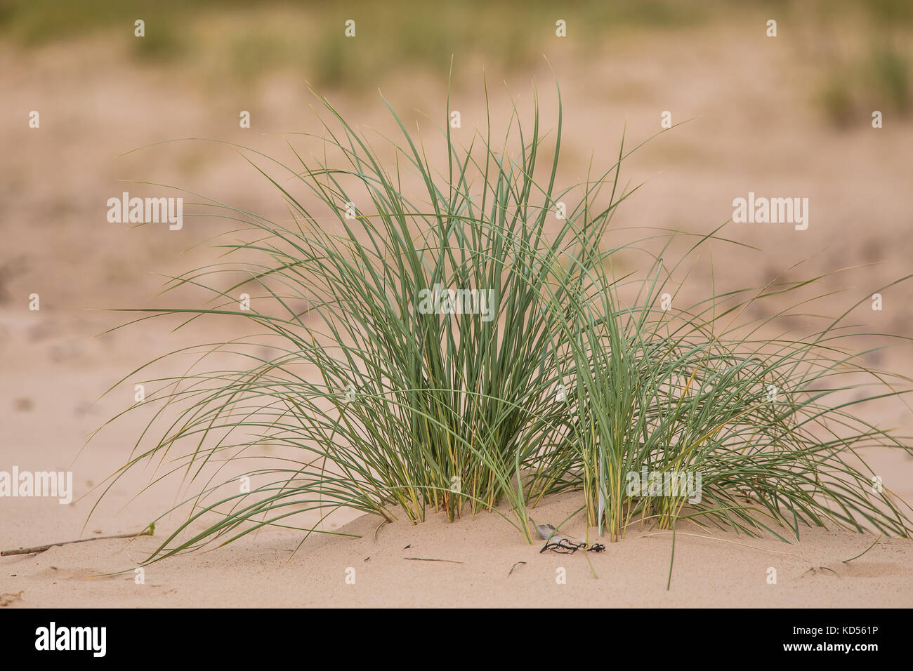 A green seaside grass growing in the sand. Beautiful beach flora in the ...