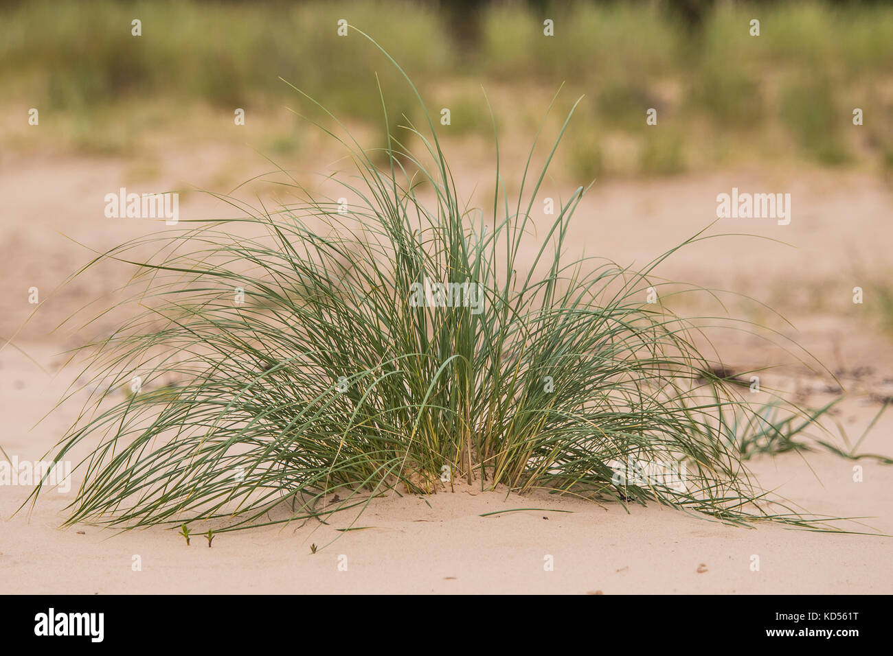 Seaside grass hi-res stock photography and images - Alamy
