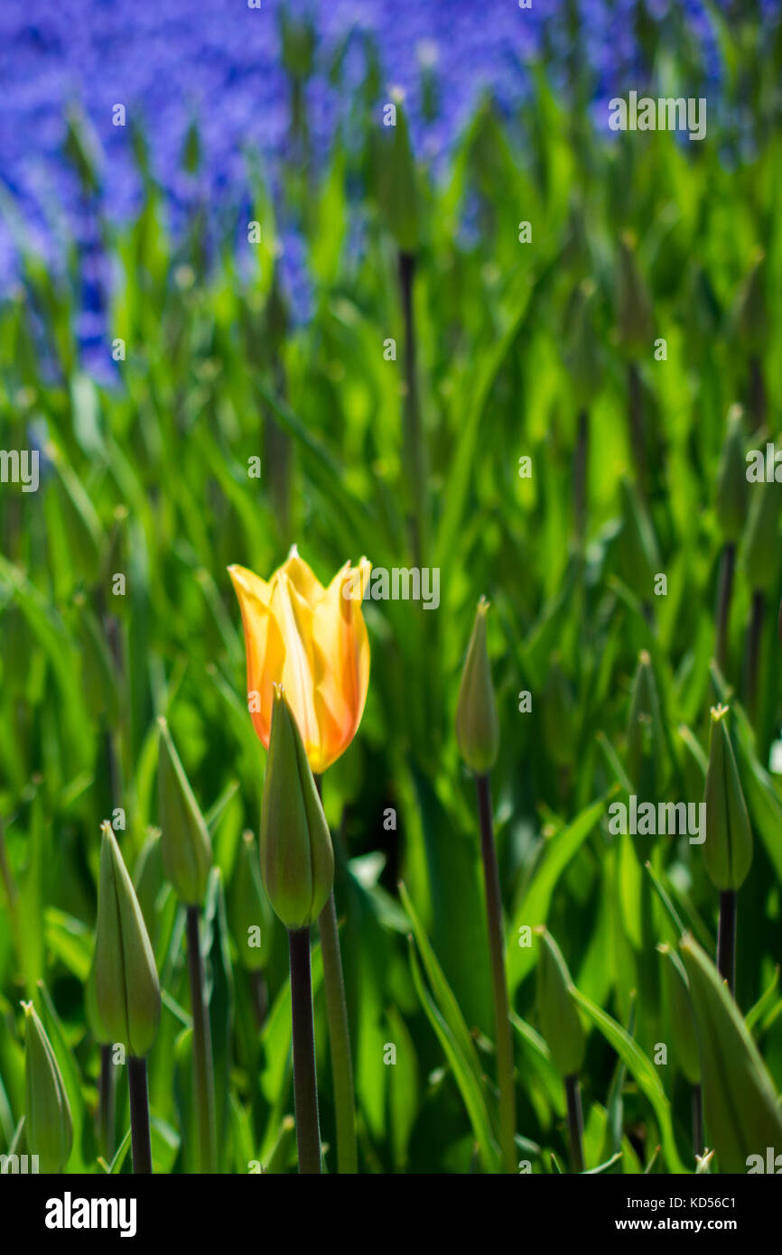 Single Tulip Flower Blooming in Spring Season Stock Photo - Alamy
