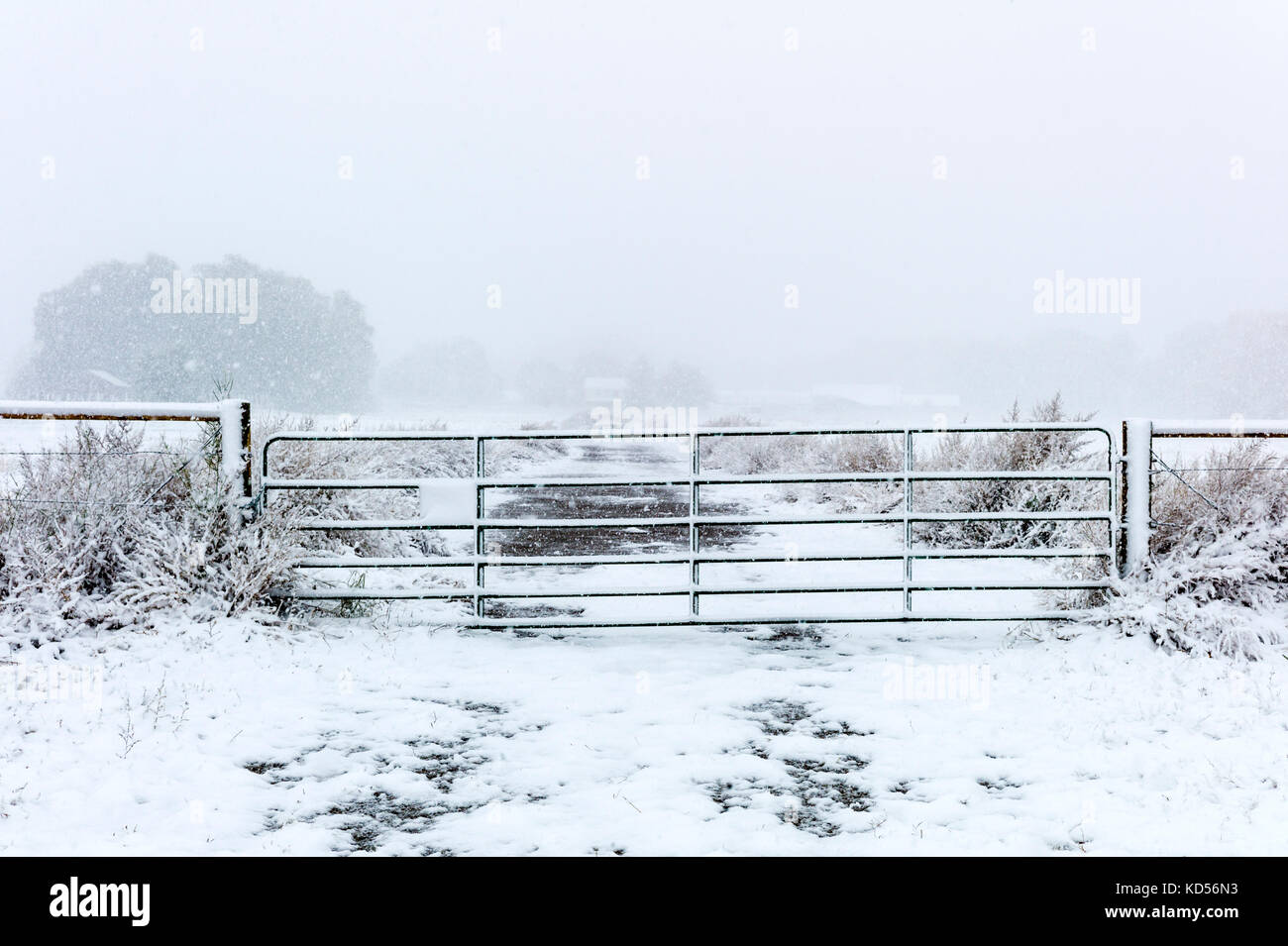 Barbed wire fence & gate in fresh October snowstorm: Vandaveer Ranch ...