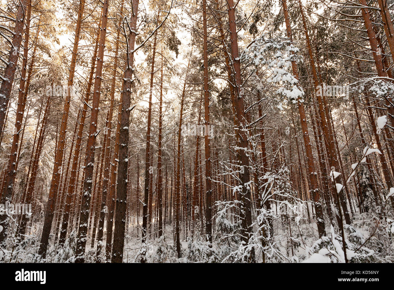 pine forest, winter Stock Photo - Alamy