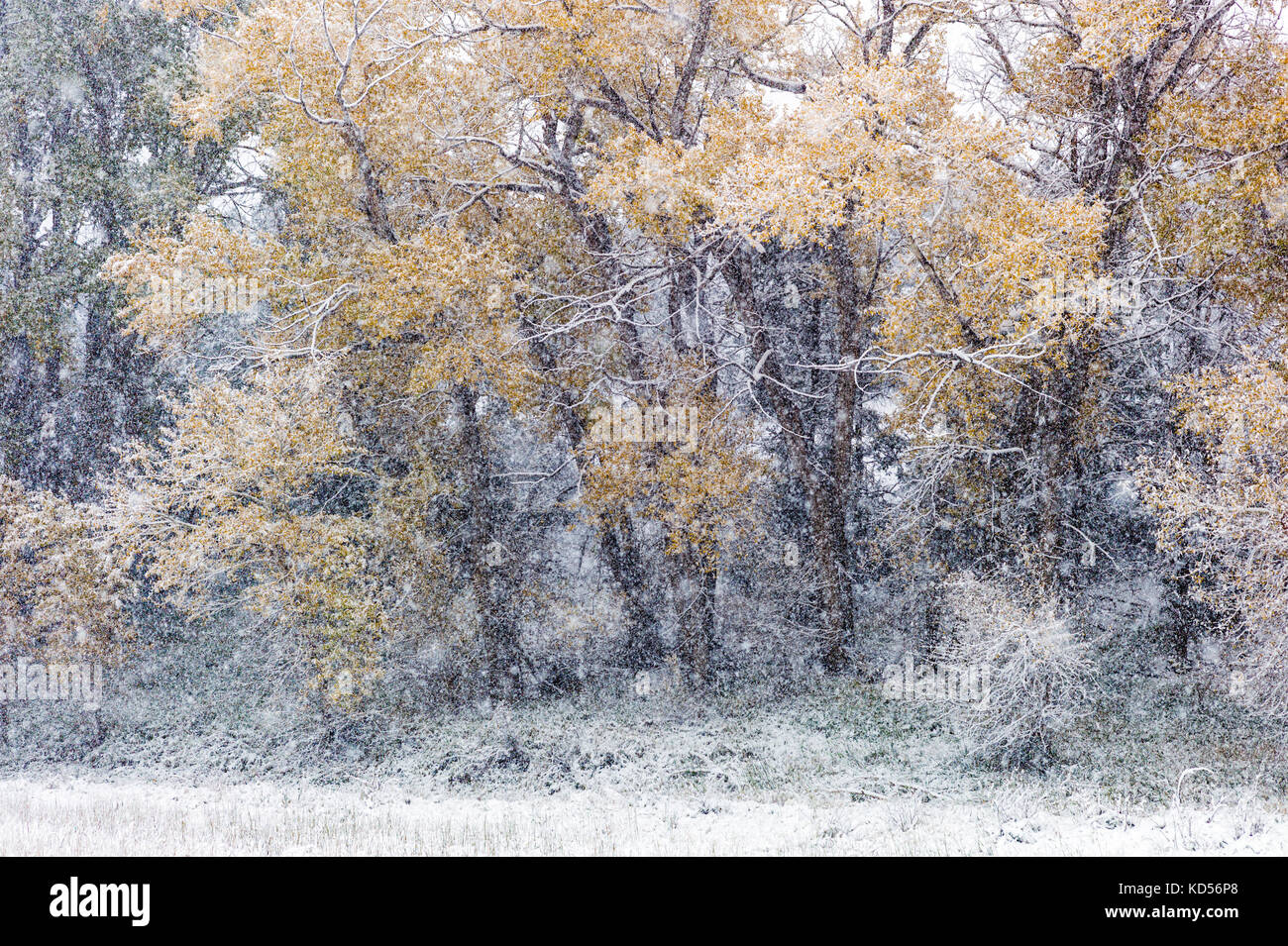 Cottonwood trees w leaves in autumn snow storm; Vandaveer Ranch; Salida ...
