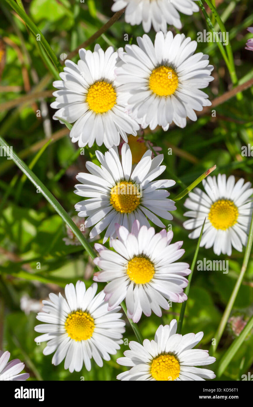 Daisy flowers , top Stock Photo - Alamy