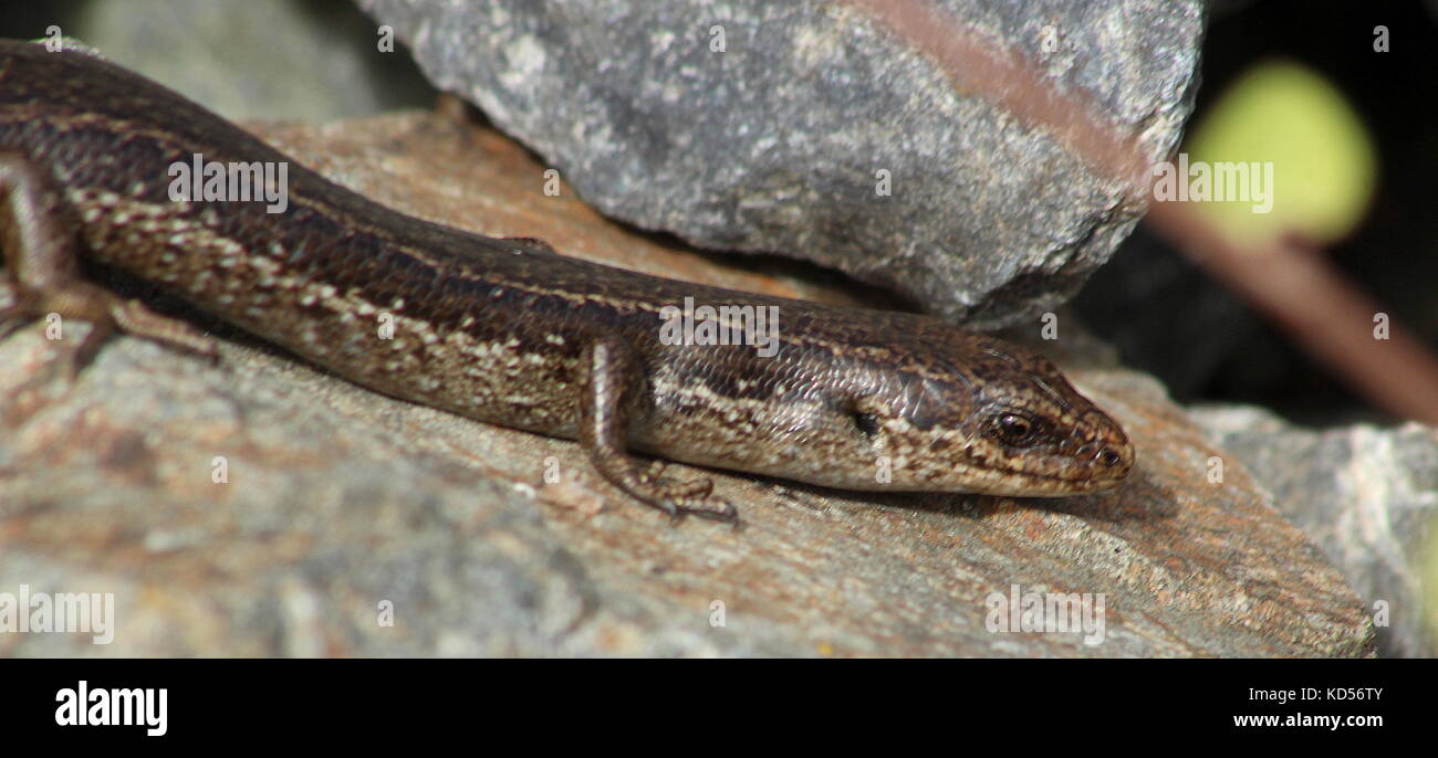 New Zealand skinks in rocky habitat Stock Photo - Alamy